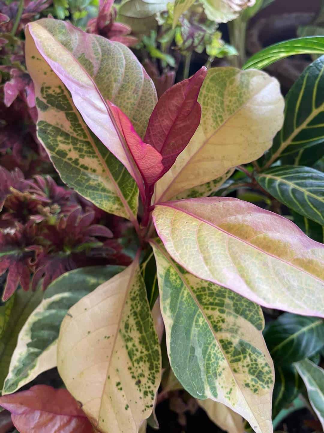 24+ Croton Varieties You Will Love to Grow - Plants Craze