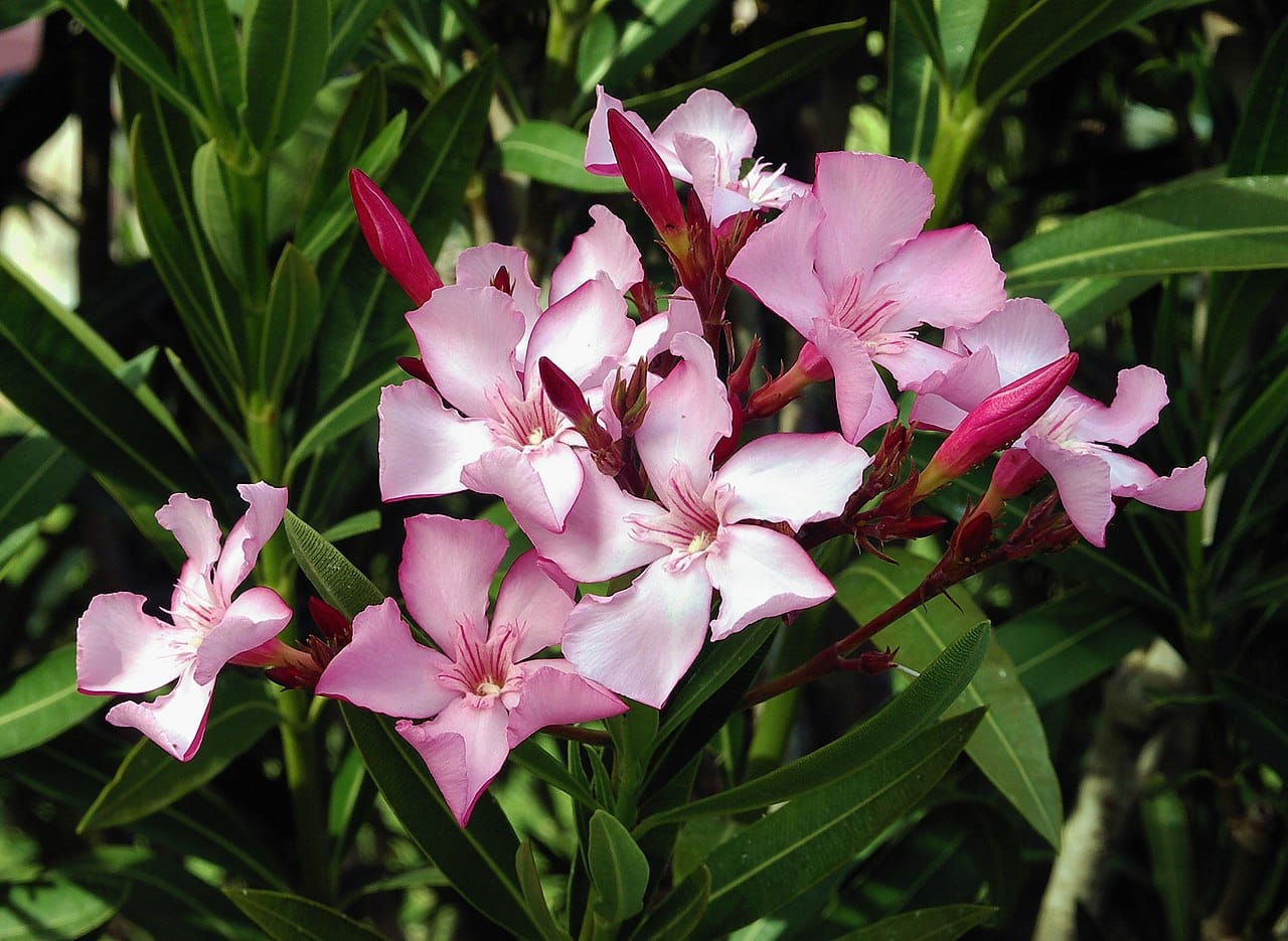 Oleander Flower: Meaning, Usage & Growing Guide - Plants Craze