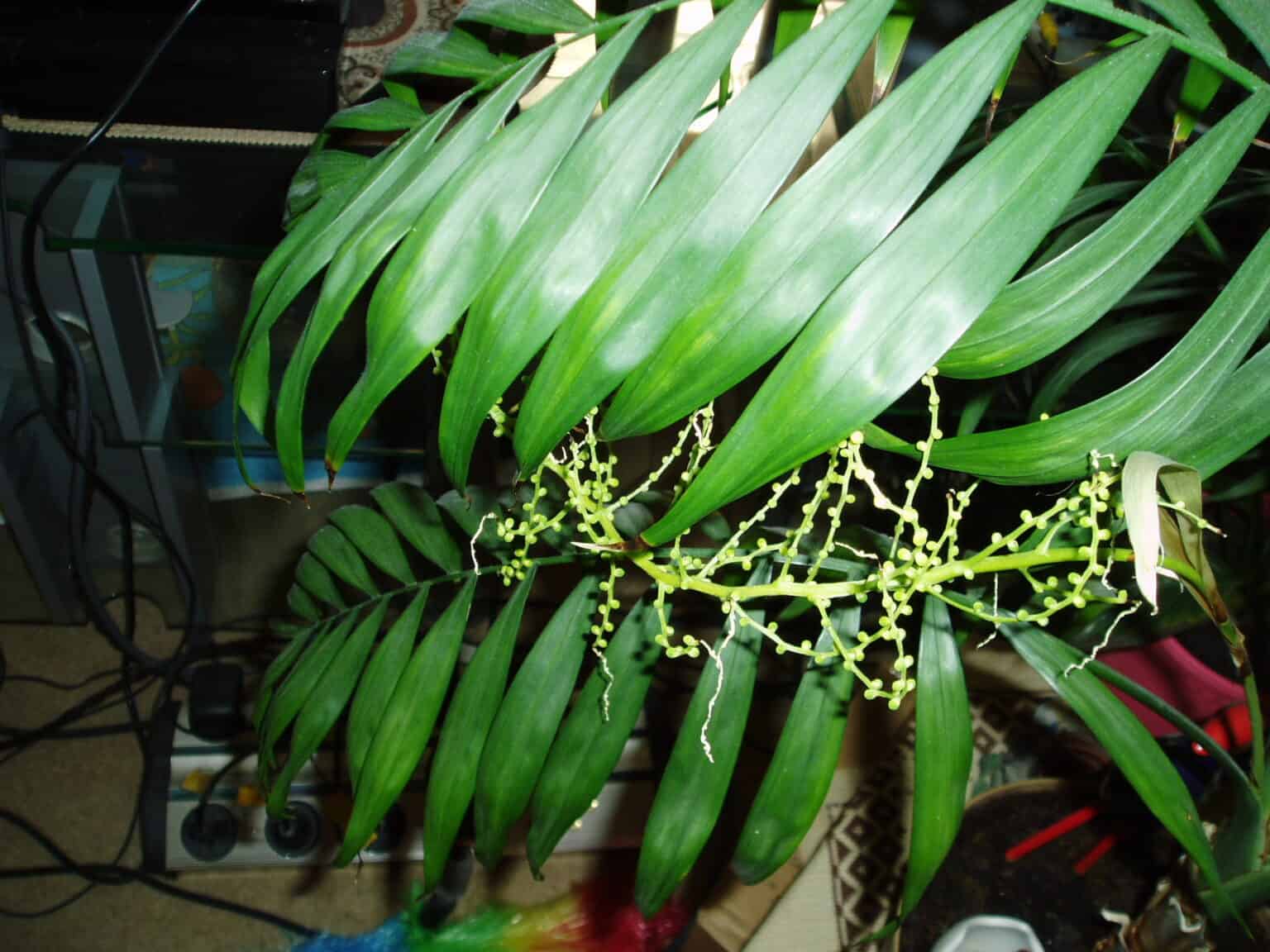 Parlor Palm Seeds: Complete Grow & Buying Guide - Plants Craze