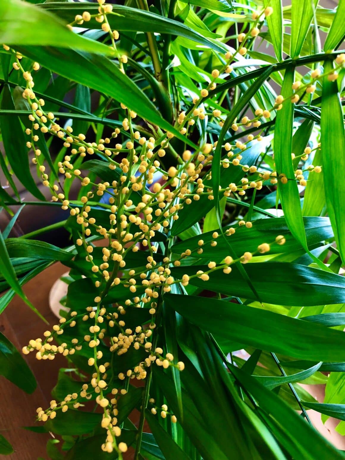 Parlor Palm Seeds - Harvesting, Planting & Buying Guide [Revised ...