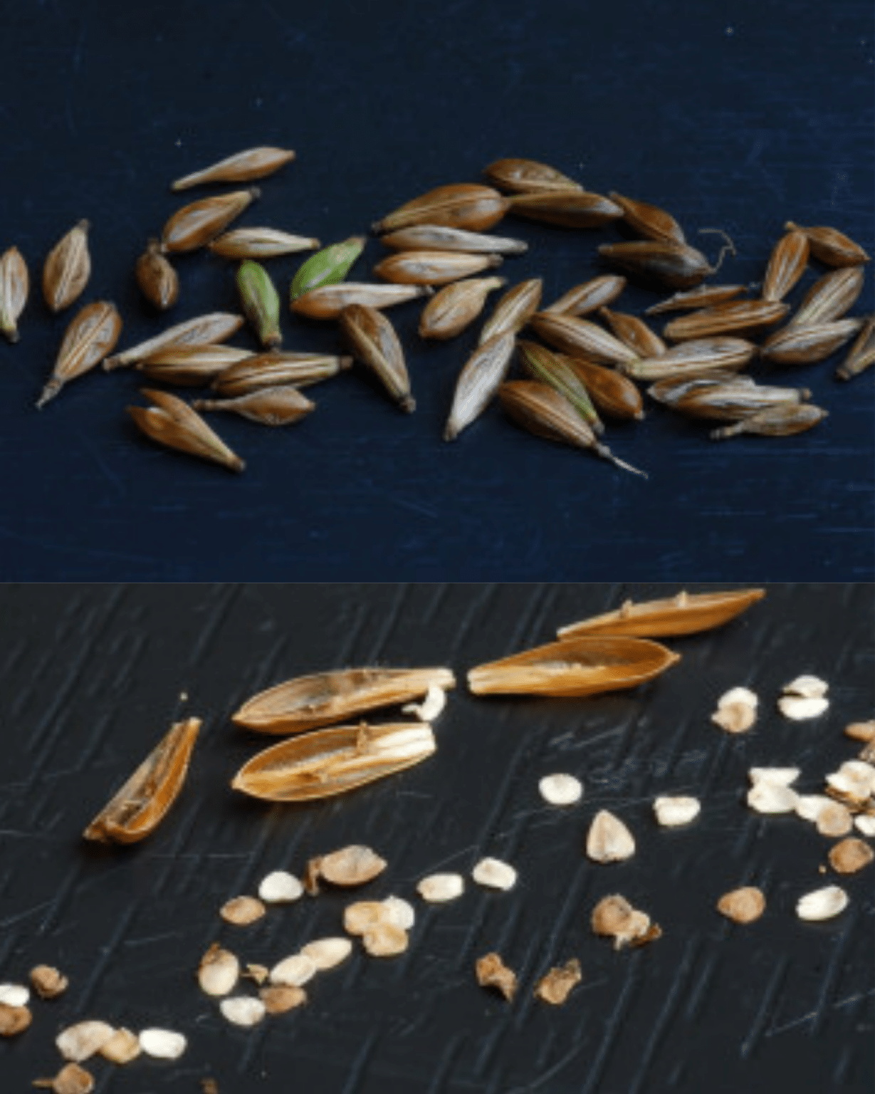 Persian Shield Seeds: Harvesting & Propagation Guide