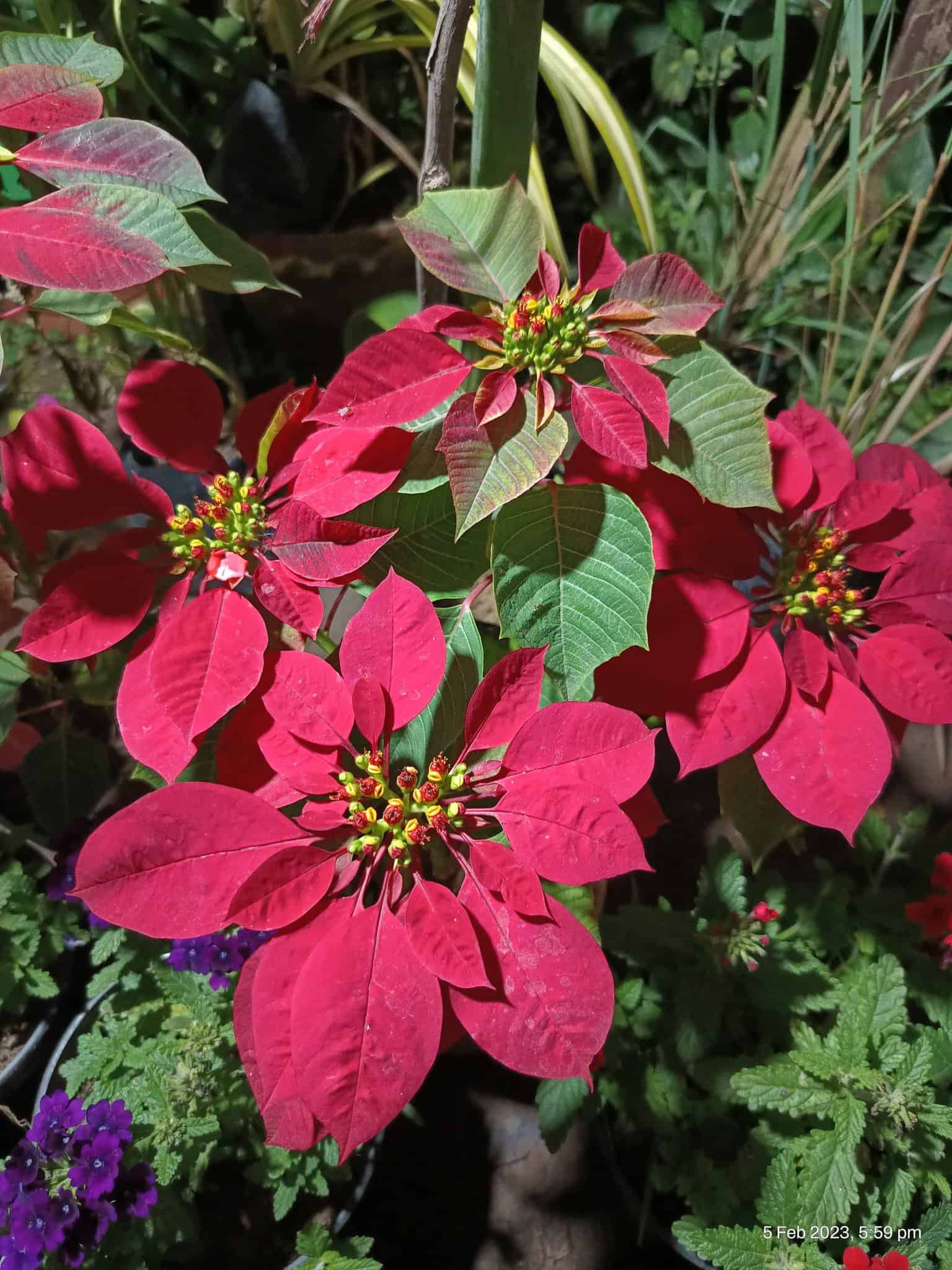 poinsettia-flower-everything-you-need-to-know-plants-craze