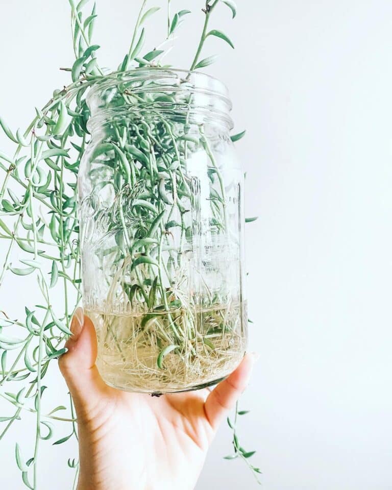 String of Bananas [Care & Propagation Guide for Beginners]