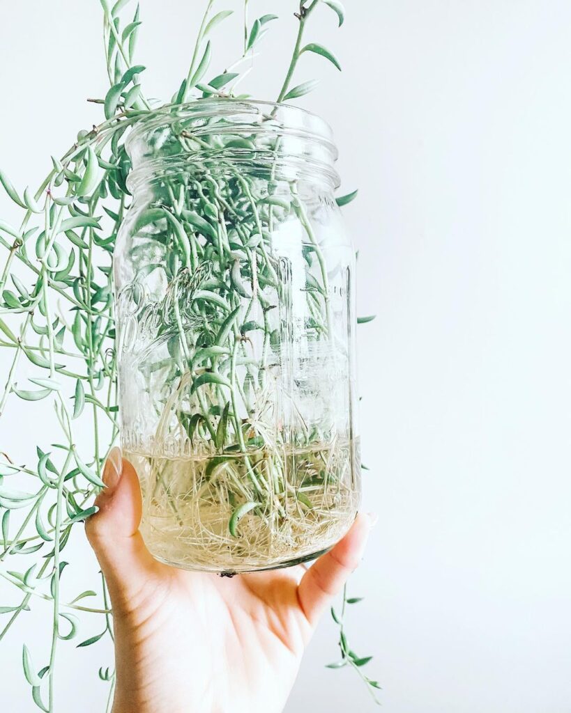 String of Bananas [Care & Propagation Guide for Beginners]