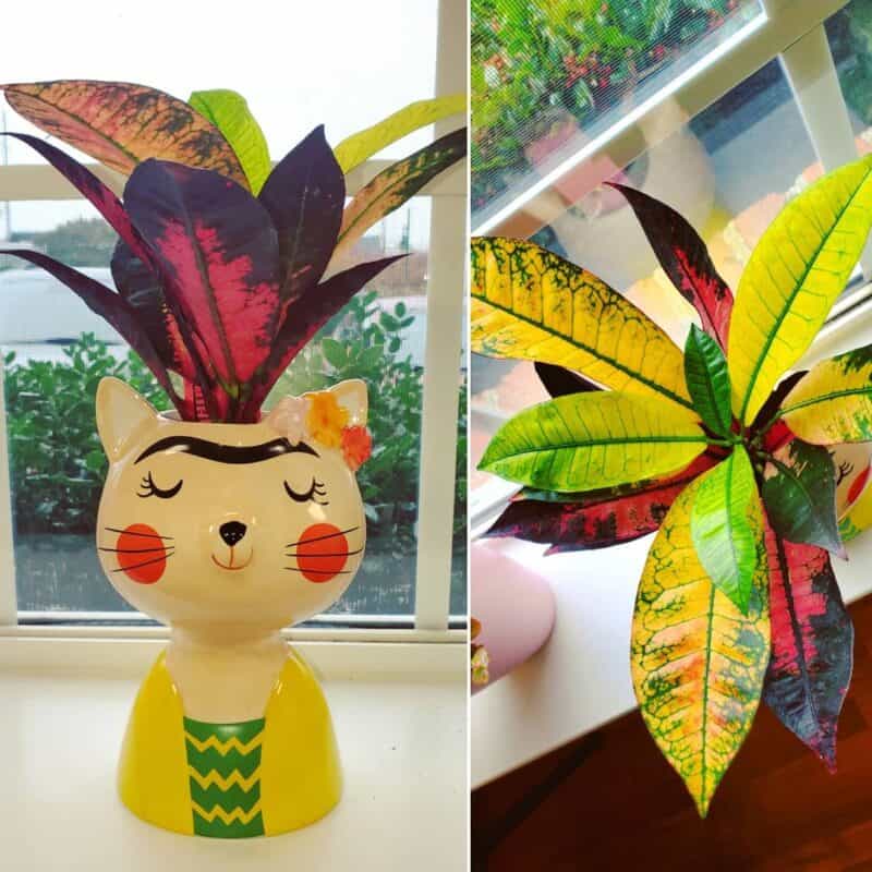 24+ Croton Varieties You Will Love to Grow - Plants Craze