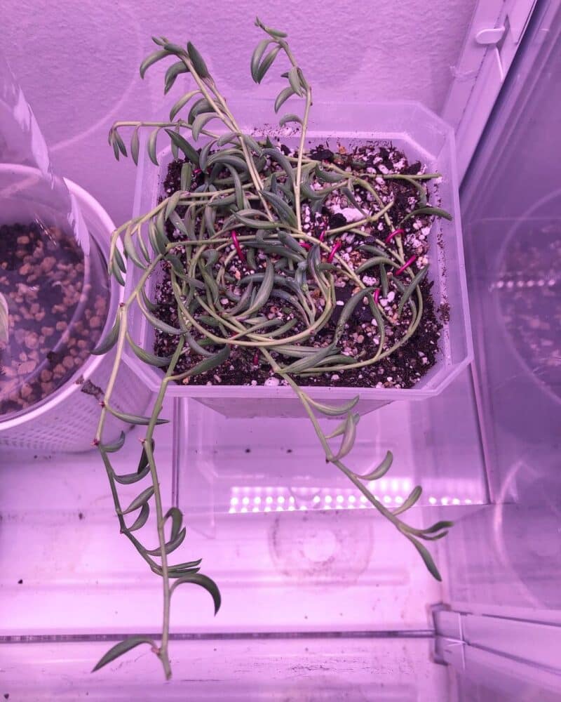 String of Bananas [Care & Propagation Guide for Beginners]