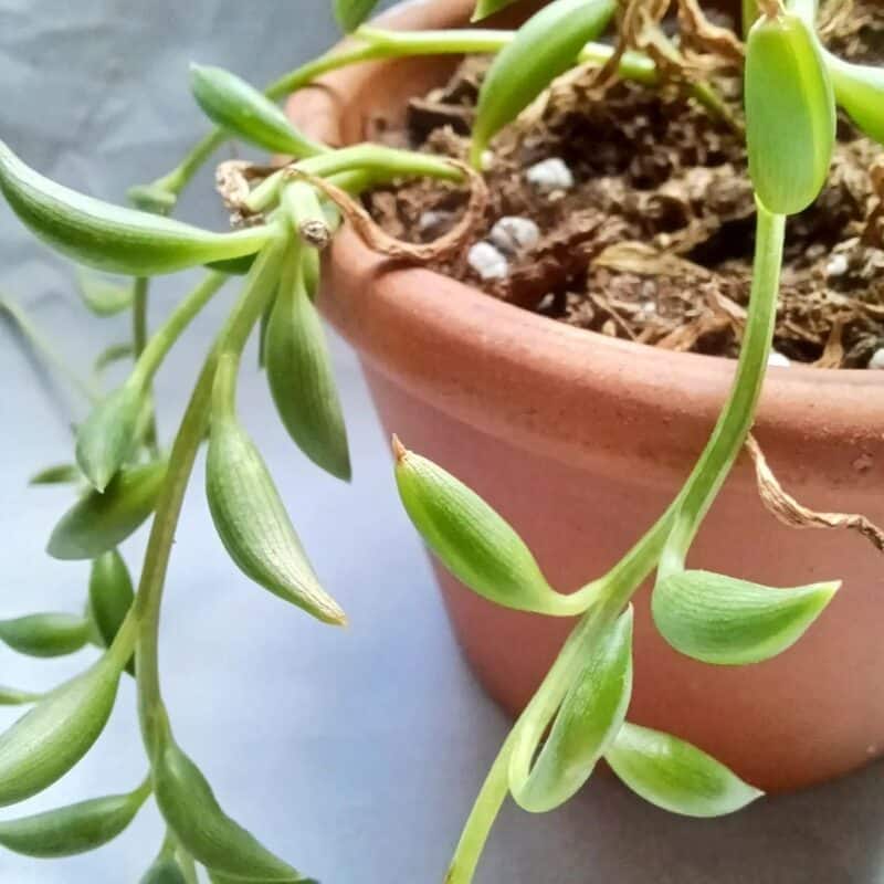 String of Bananas [Care & Propagation Guide for Beginners]