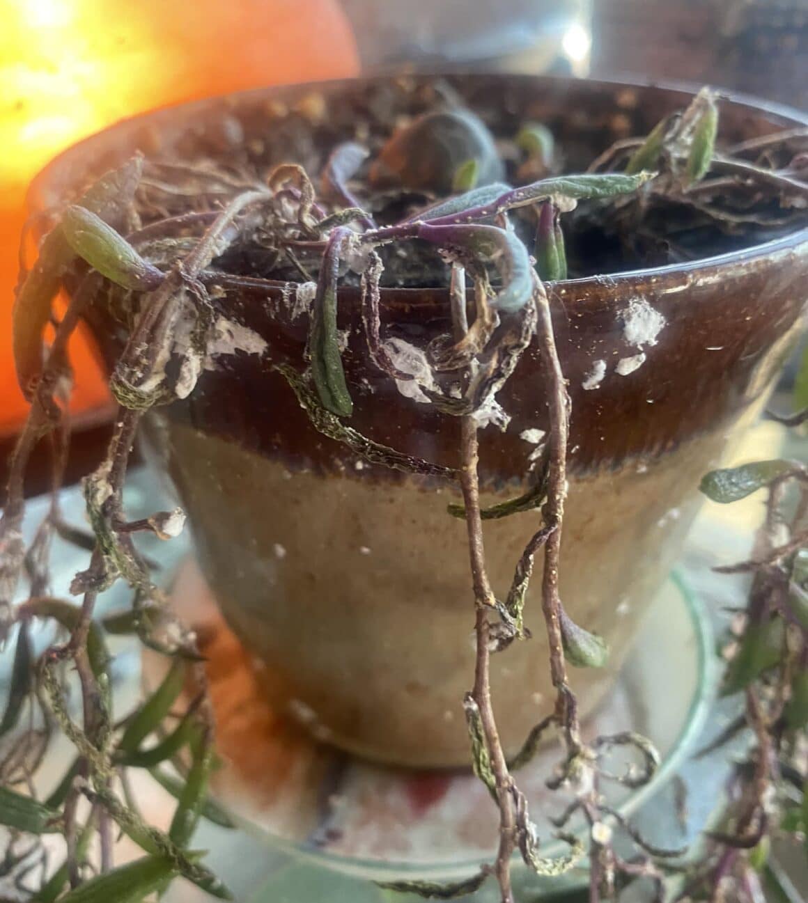 String of Bananas [Care & Propagation Guide for Beginners]