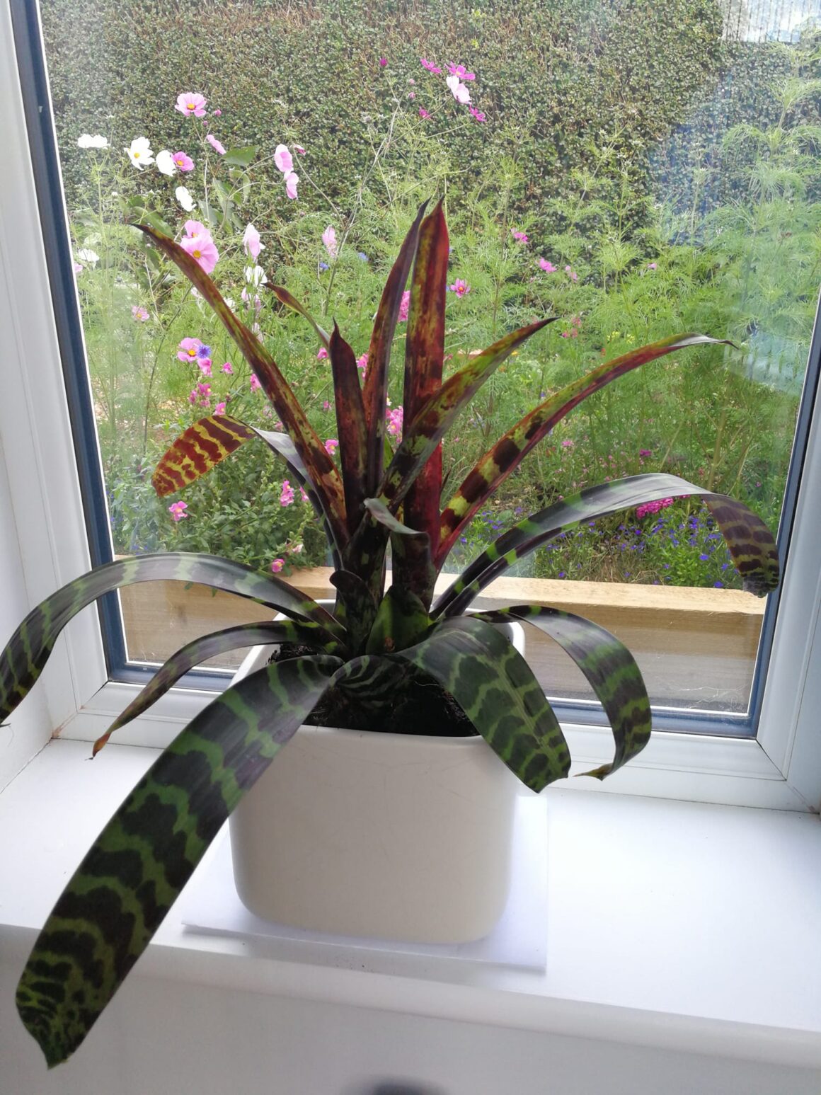 15+ Bromeliad Varieties and Types You will Love to Grow