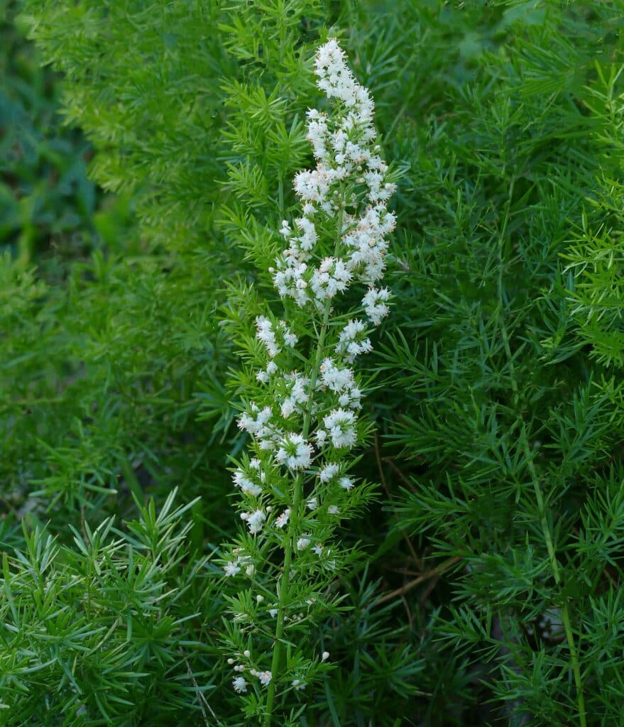 Asparagus Fern Flower: Everything You Need to Know - Plants Craze