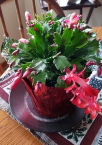 The Gift of Growth: Christmas Cactus Seeds for Festive Home