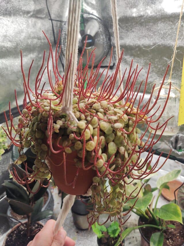 String of Turtles Flower: Preserve or Prune? - Plants Craze