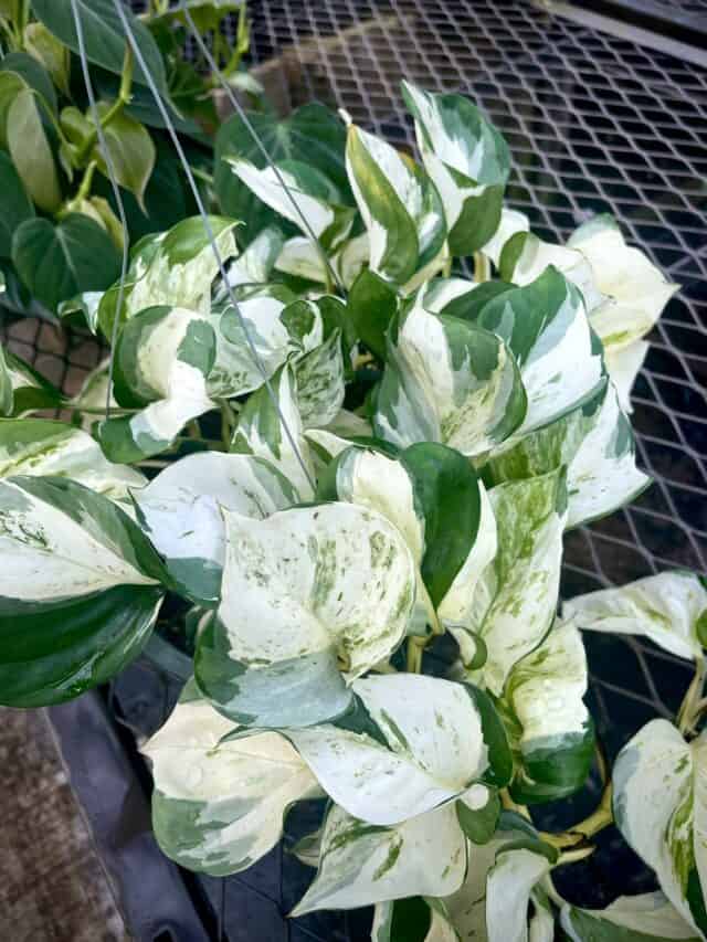 22 Rare Pothos Varieties & Types You Will Love to Grow - Plants Craze