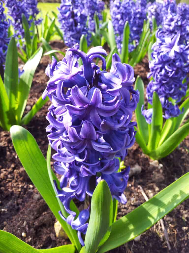 Hyacinth Seeds: Harvesting, Propagation & Buying Guide - Plants Craze