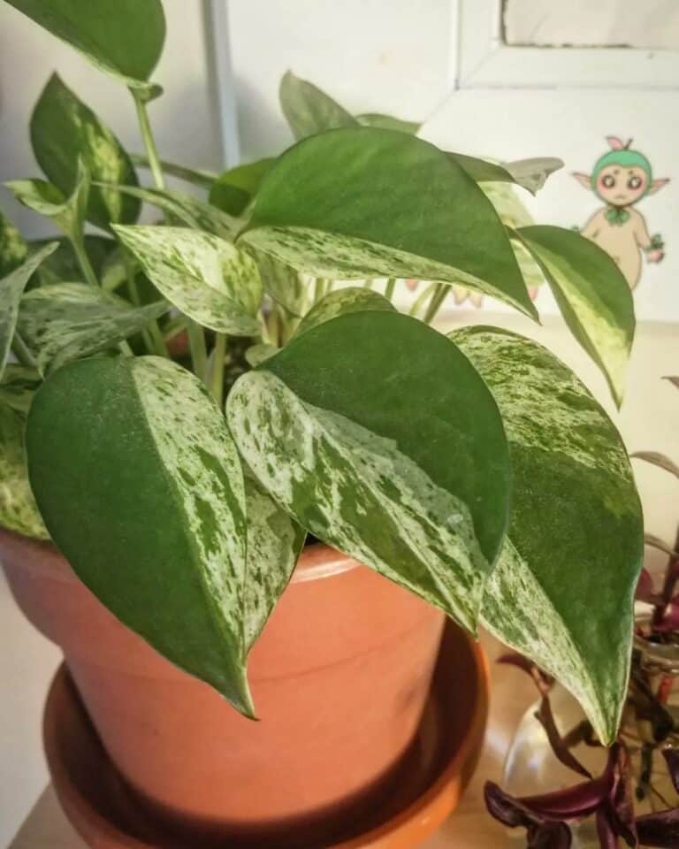 22 Rare Pothos Varieties & Types You Will Love to Grow - Plants Craze