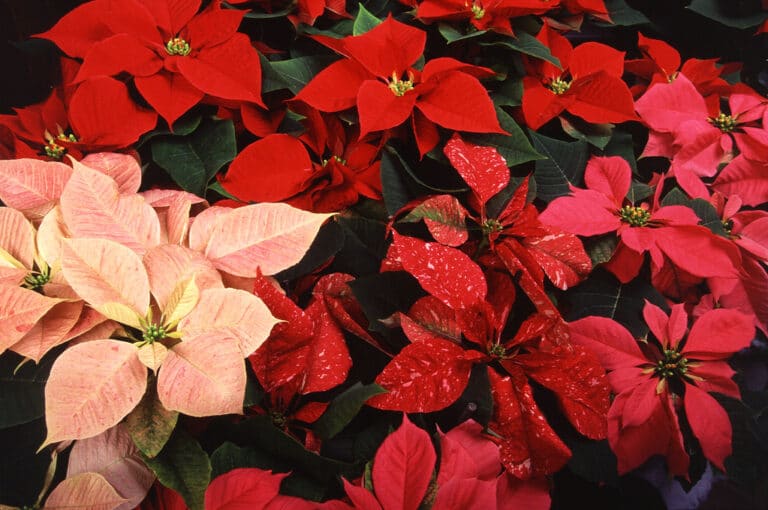 Poinsettia Flower: Everything you Need to Know - Plants Craze