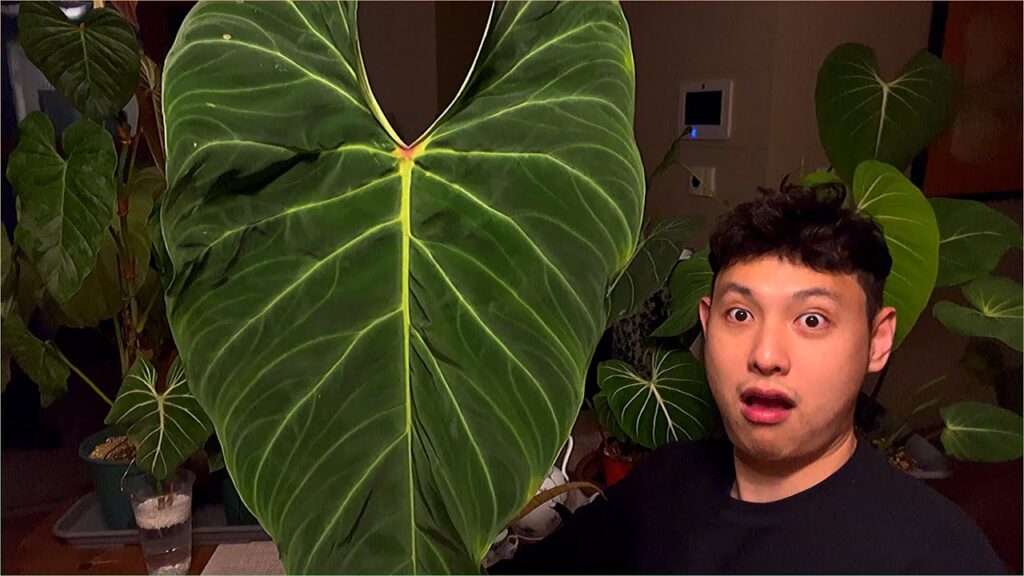 Philodendron Splendid— Complete Grow & Care Guide - Plants Craze