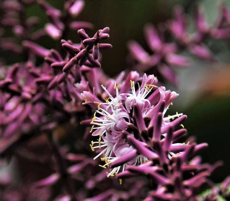 Ti Plant Flower: Everything You Need to Know! - Plants Craze