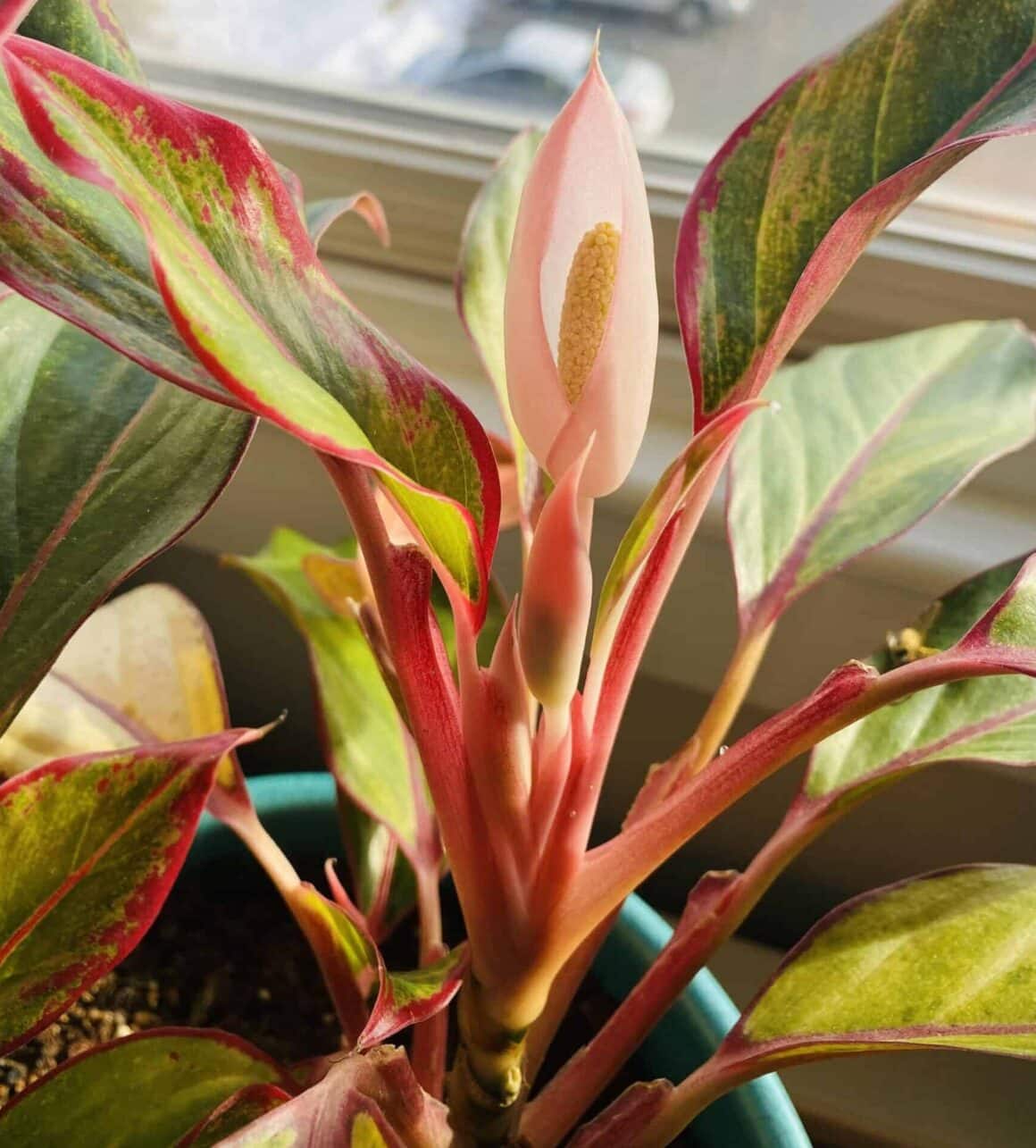 Red Aglaonema Flower [Meaning and 7+ Tips to Make it Bloom]