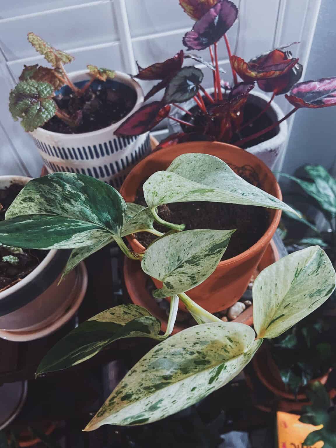 22 Rare Pothos Varieties & Types You Will Love to Grow - Plants Craze