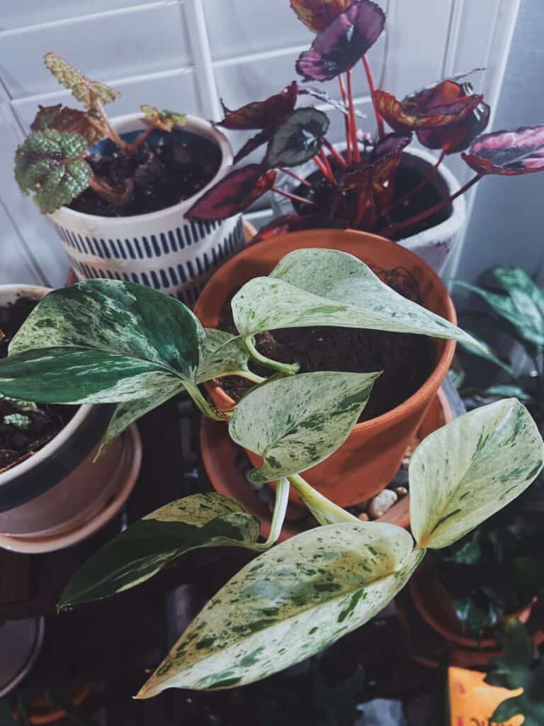22 Rare Pothos Varieties & Types You Will Love to Grow - Plants Craze