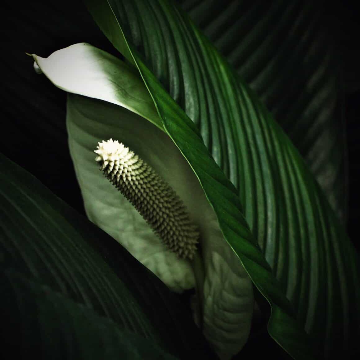 20 Peace Lily Types With Names & Pictures - Plants Craze