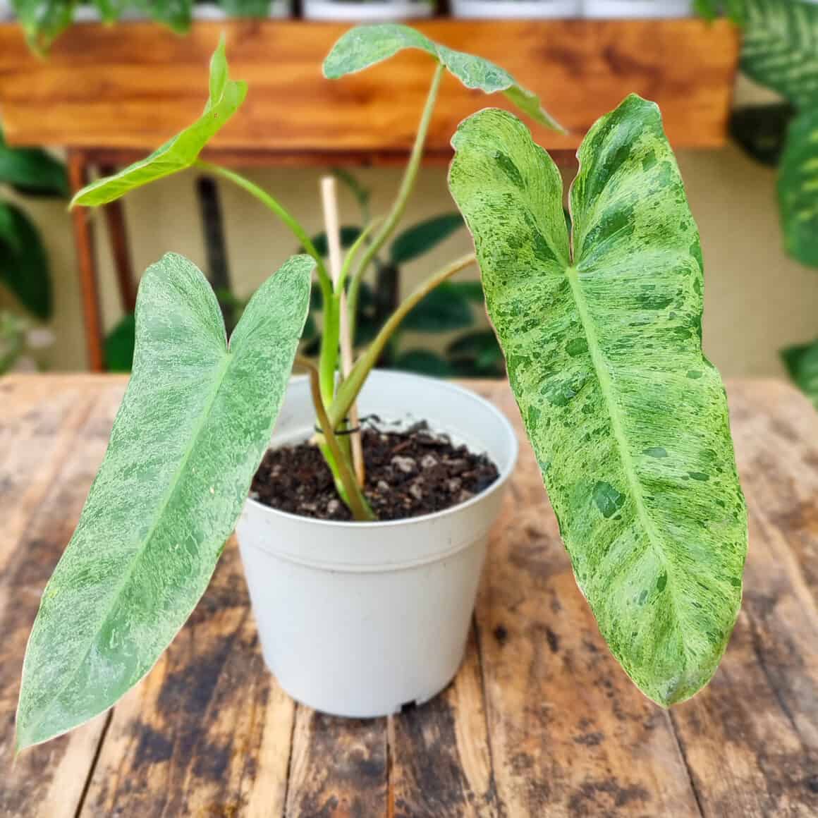 Philodendron Paraiso Verde: Ultimate Grow & Care Guide - Plants Craze