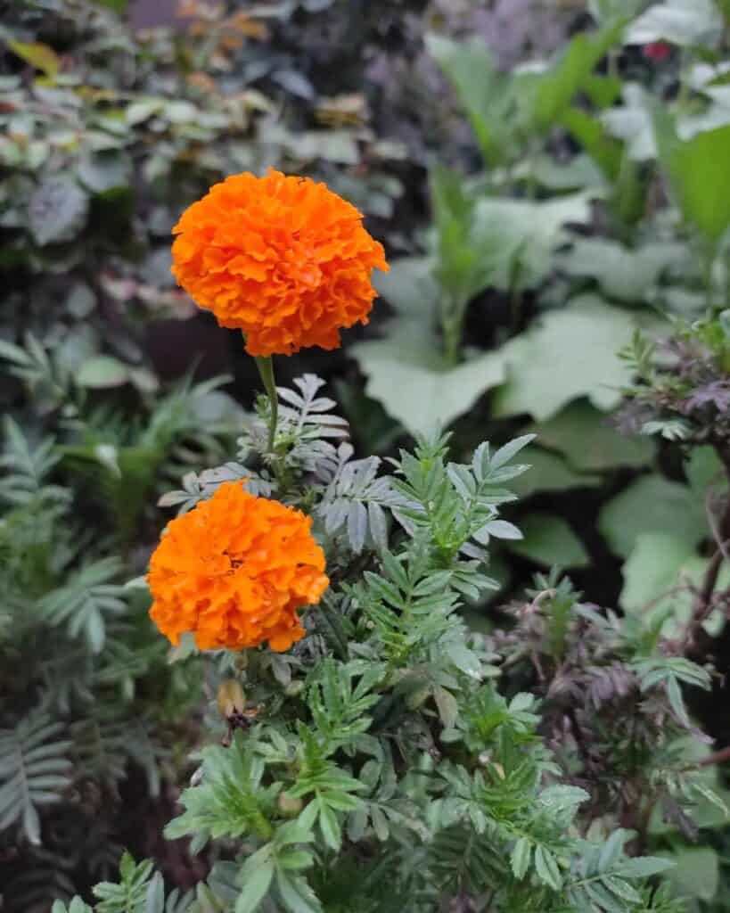 5 Reasons Behind Marigold Leaves Turning Red+Tips To Fix