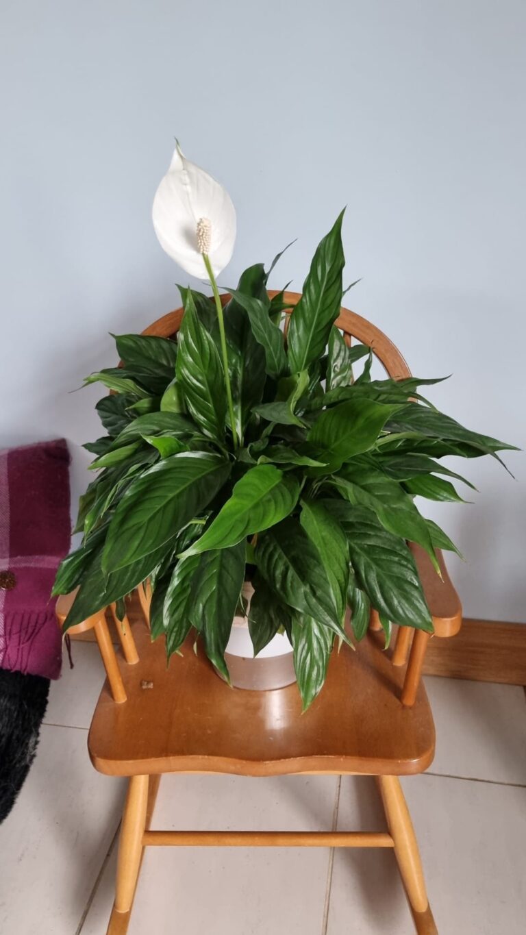 20 Peace Lily Types With Names & Pictures - Plants Craze
