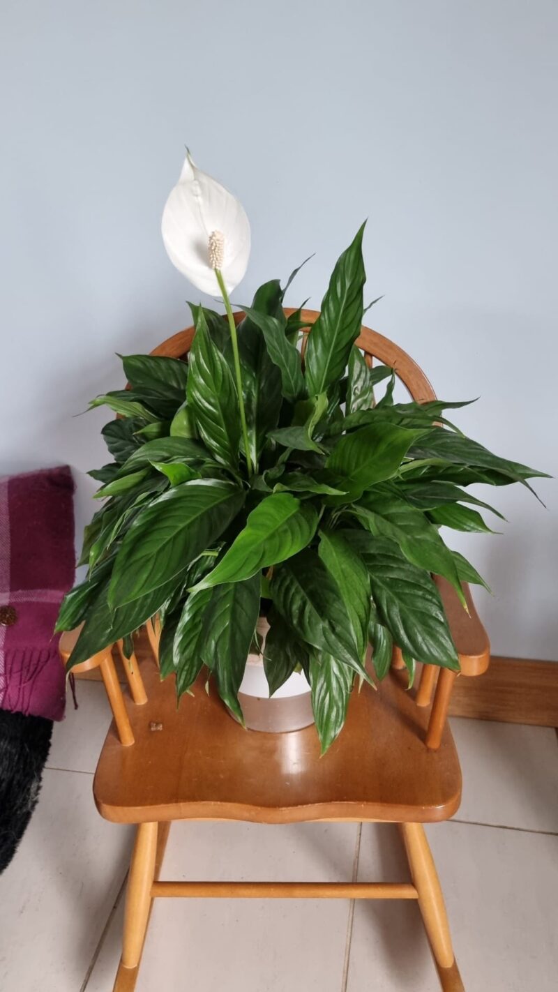 20 Peace Lily Types With Names & Pictures - Plants Craze