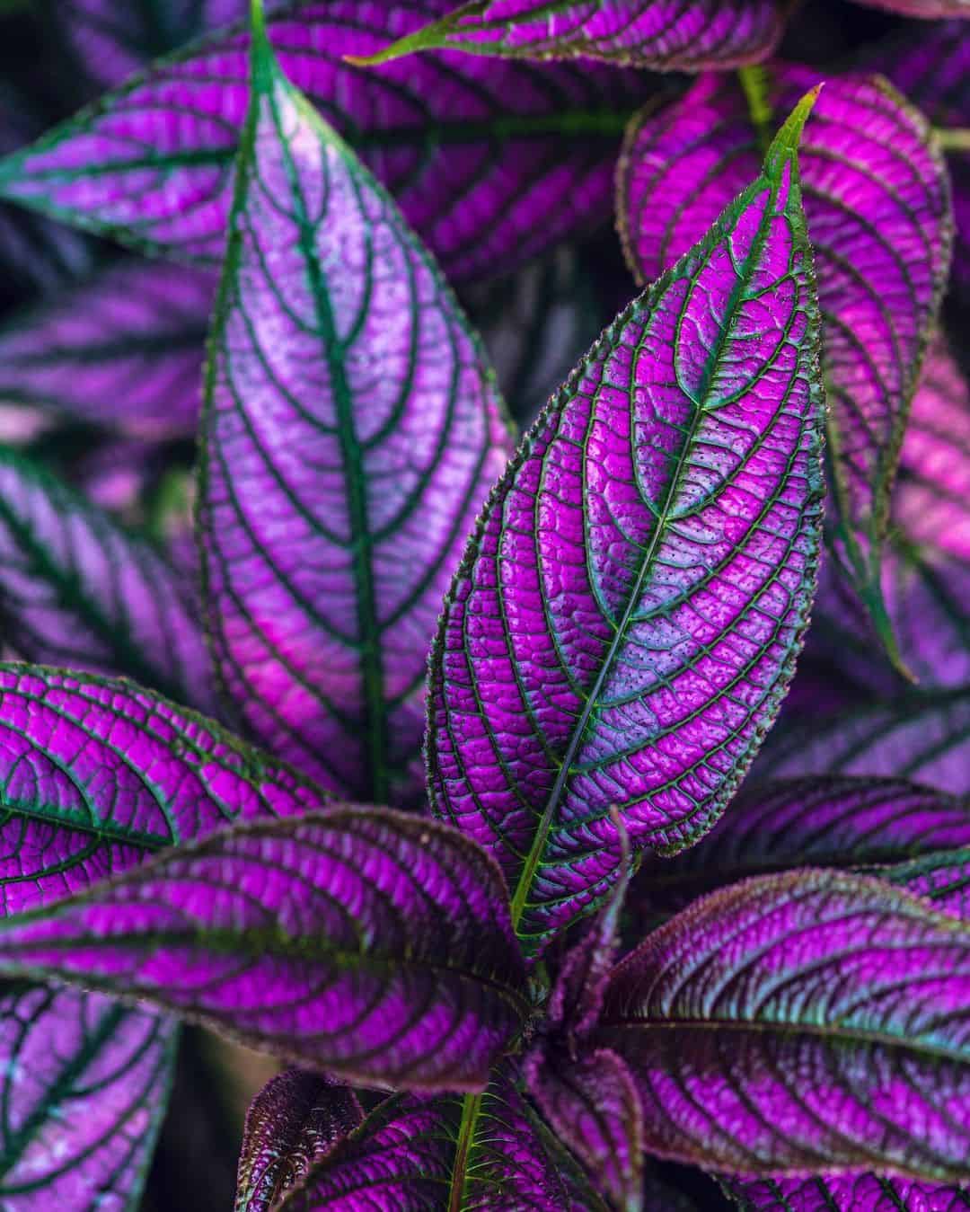 Persian Shield Seeds: Harvesting & Propagation Guide