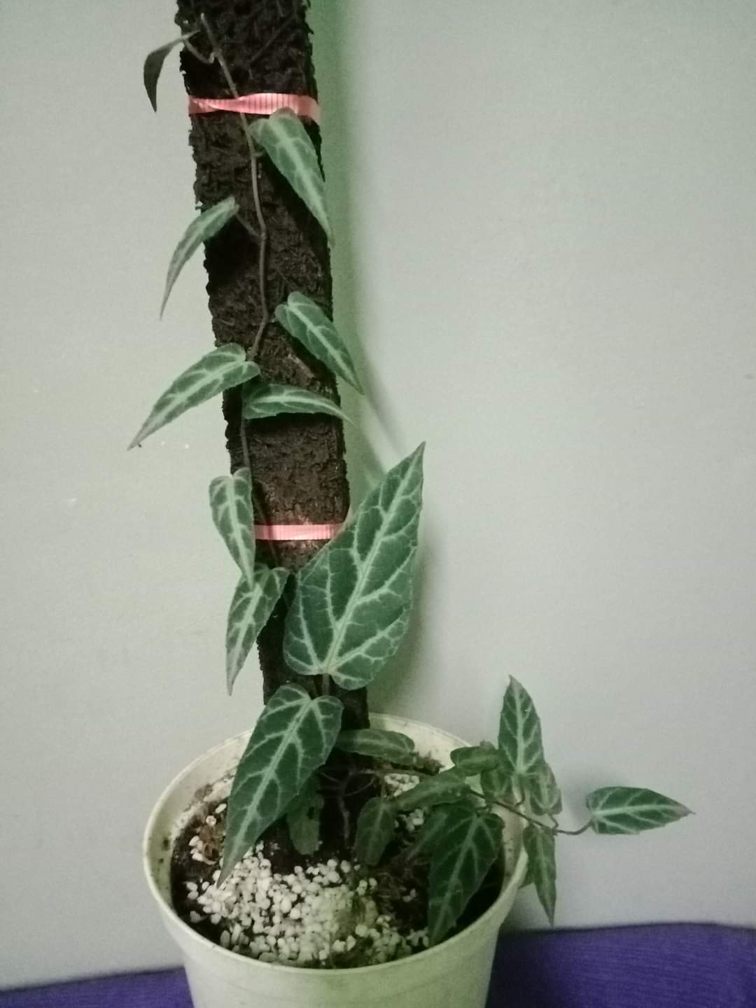 Cissus Amazonica [9 Great Care Hacks and Places to Buy Them]