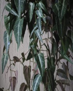Cissus Amazonica (Amazon Jungle Vine)- Complete Grow & Care Guide ...
