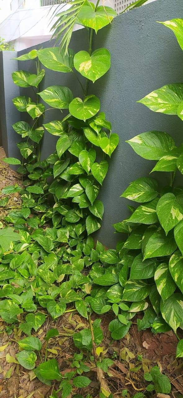 How to Make Pothos Climb - Quick Guide - Plants Craze