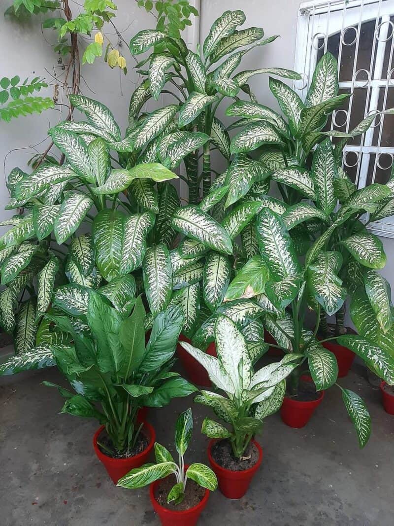 15 Types of Dieffenbachia You will Love to Grow - Plants Craze