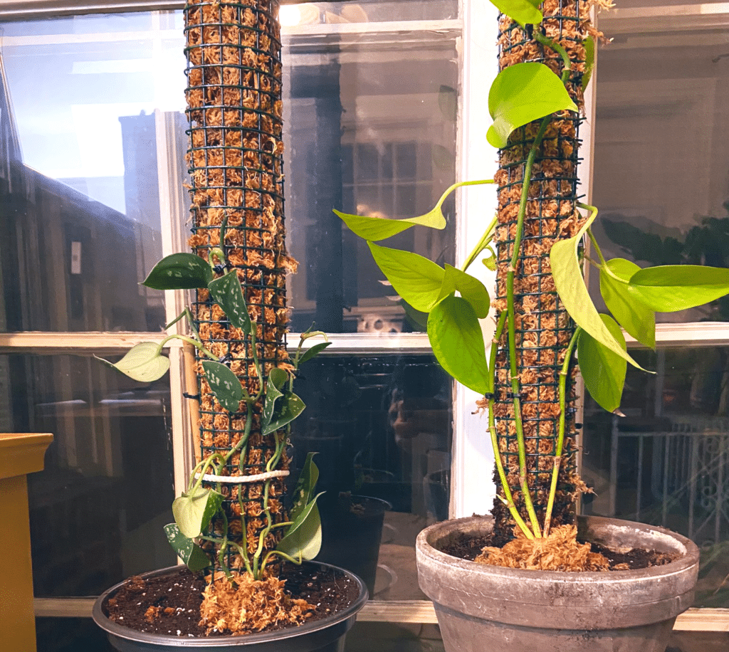 How to Make Pothos Climb - Quick Guide - Plants Craze