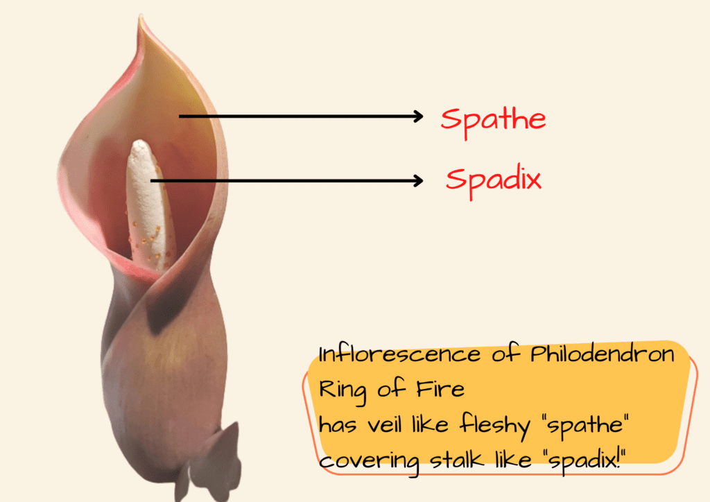 Philodendron Ring of Fire [Propagation, Buying & Care Guide]
