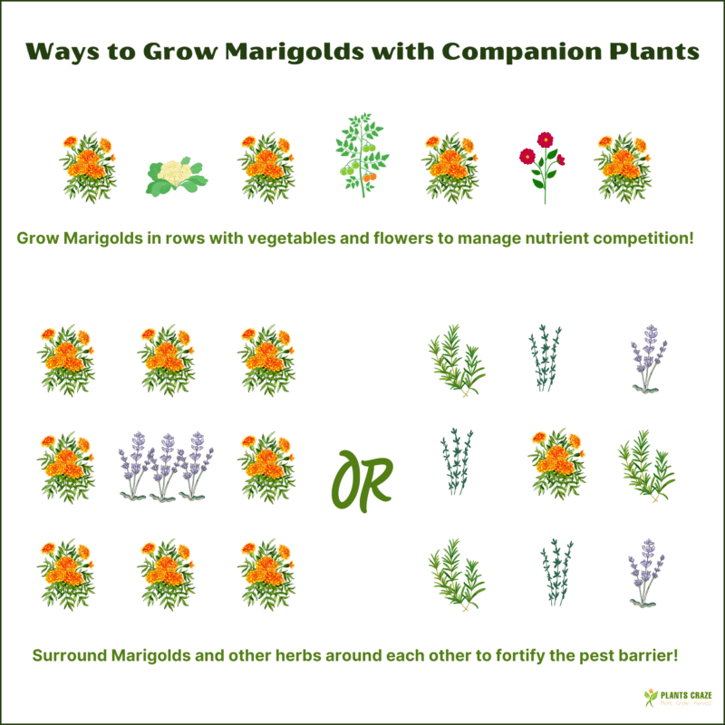Marigold Companion Plants [With What Not To Grow]
