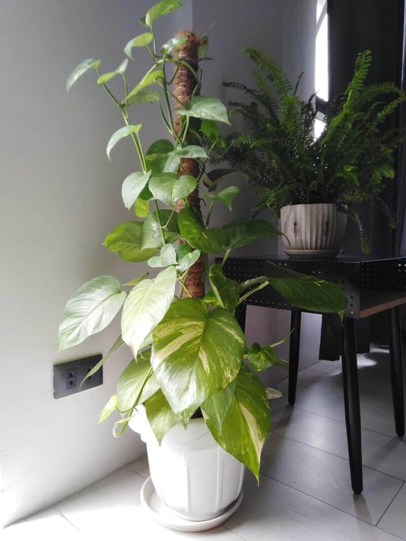 How to Make Pothos Climb - Quick Guide - Plants Craze
