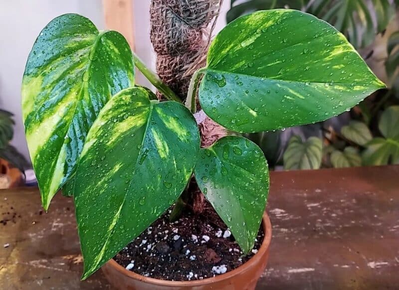 15+ Popular Vines With Heart-Shaped Leaves - Plants Craze