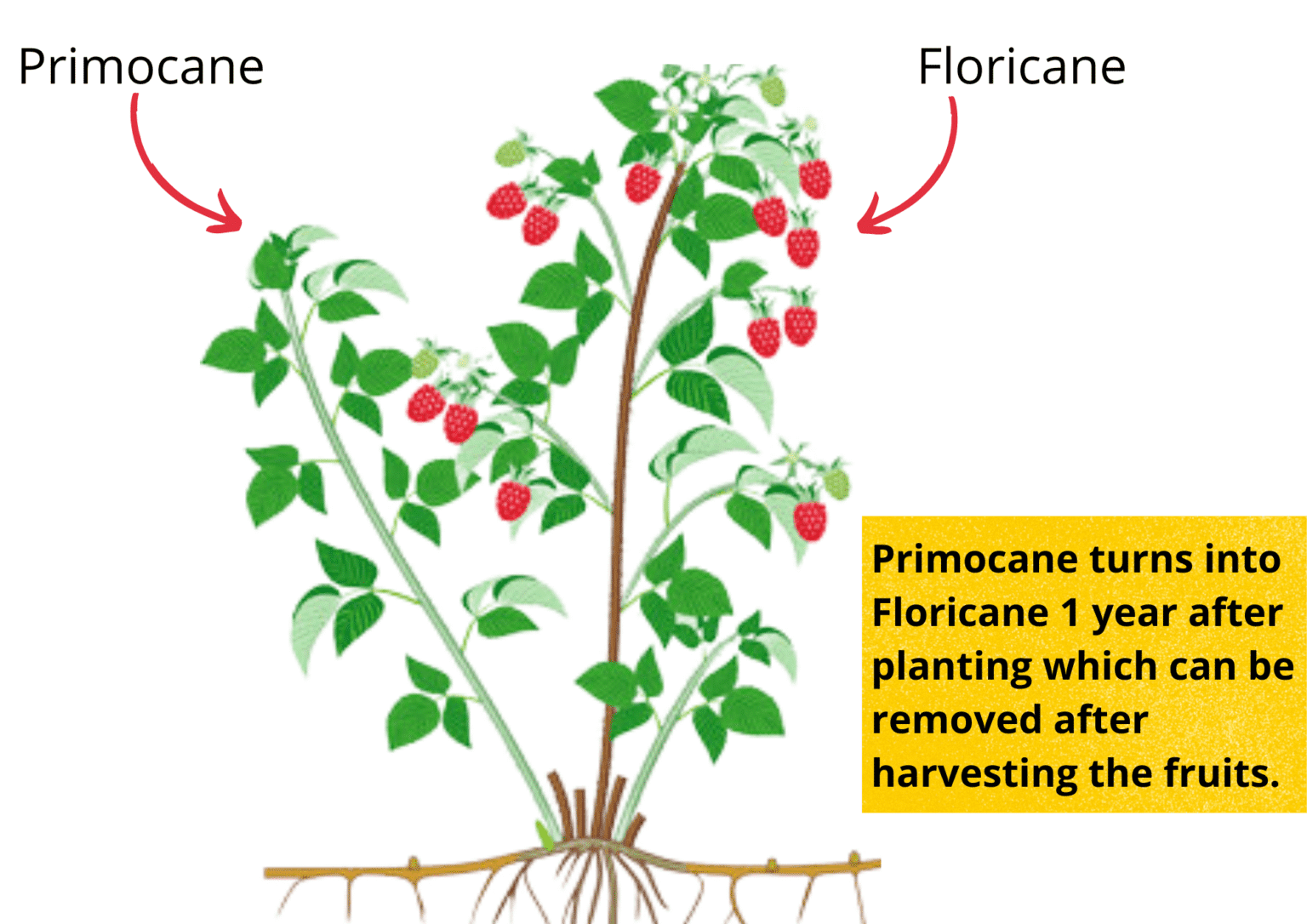 Ultimate Guide To Pruning Raspberries - Plants Craze