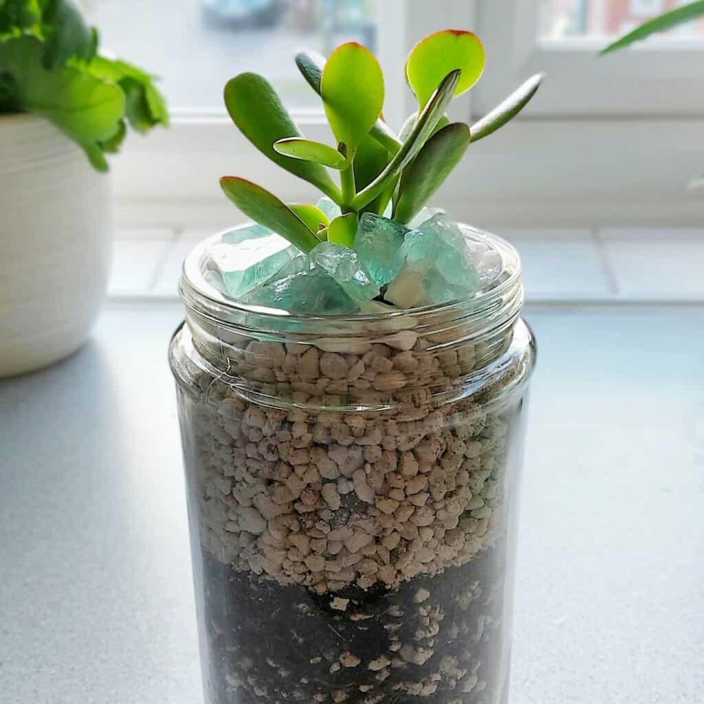 How to Use Sand For Plants? Buying & Using Guide - Plants Craze