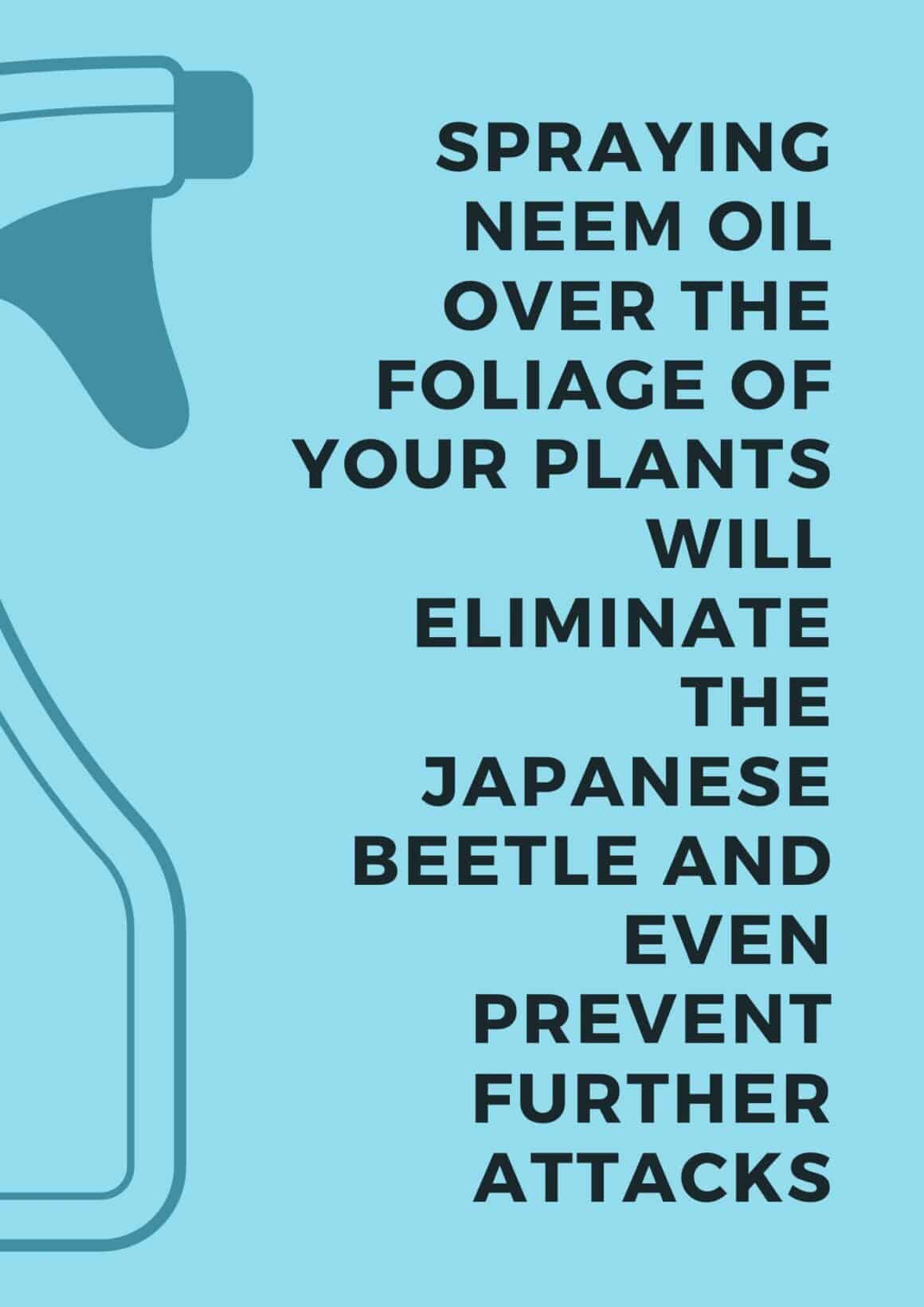 How to Identify, Treat & Prevent Japanese Beetle Infestation? How to Identify, Treat & Prevent Japanese Beetle Infestation?