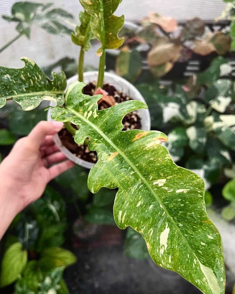 Philodendron Ring of Fire: Ultimate Grow & Care Guide - Plants Craze