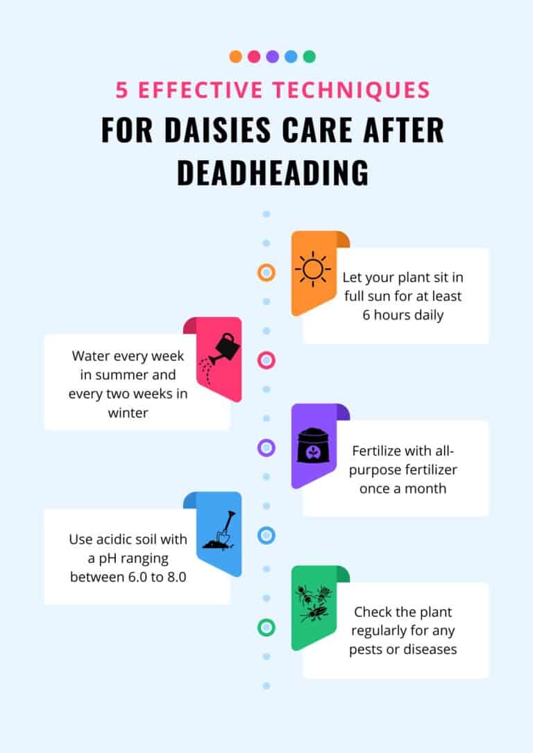 How to Deadhead Daisies – A Complete Guide