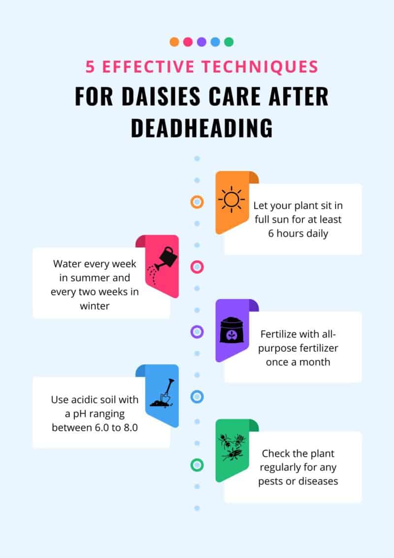 How to Deadhead Daisies – A Complete Guide