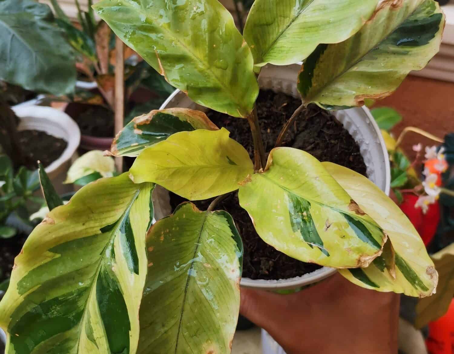 How to Fix Calathea Yellow Leaves? - Plants Craze