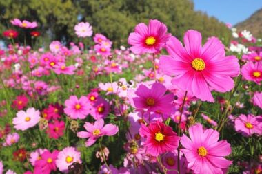 Ultimate Guide to Cosmos Flower Meaning & Symbolism - Plants Craze