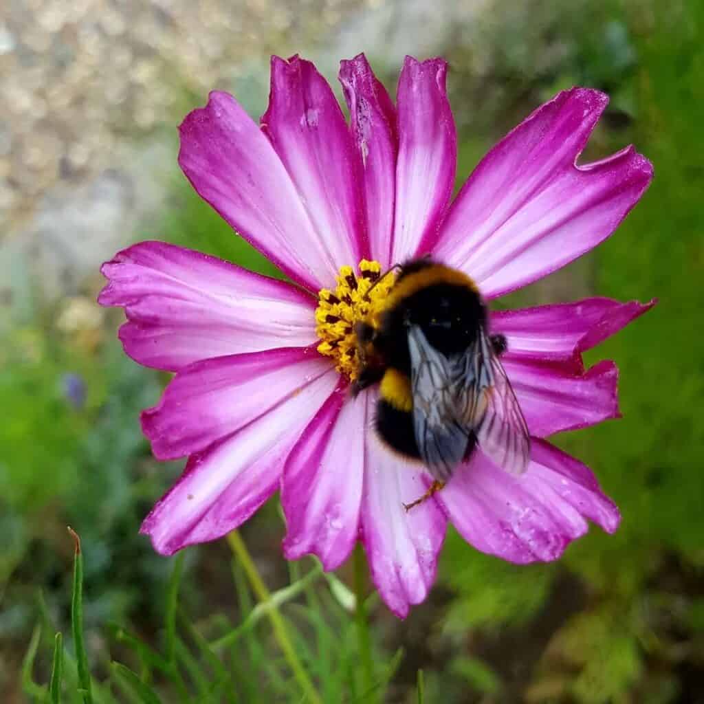 [5+ Top Untold] Cosmos Flower Meanings - Plants Craze