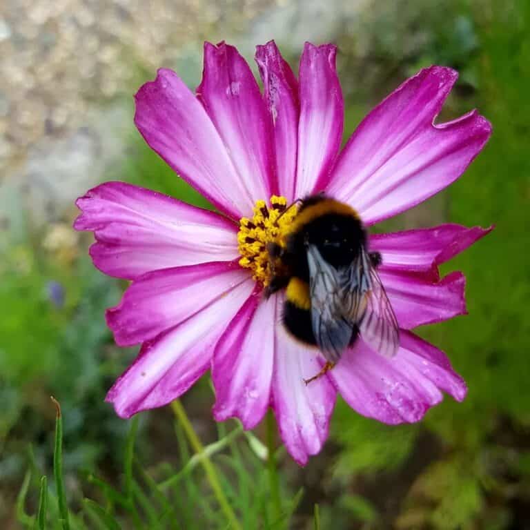 [5+ Top Untold] Cosmos Flower Meanings - Plants Craze